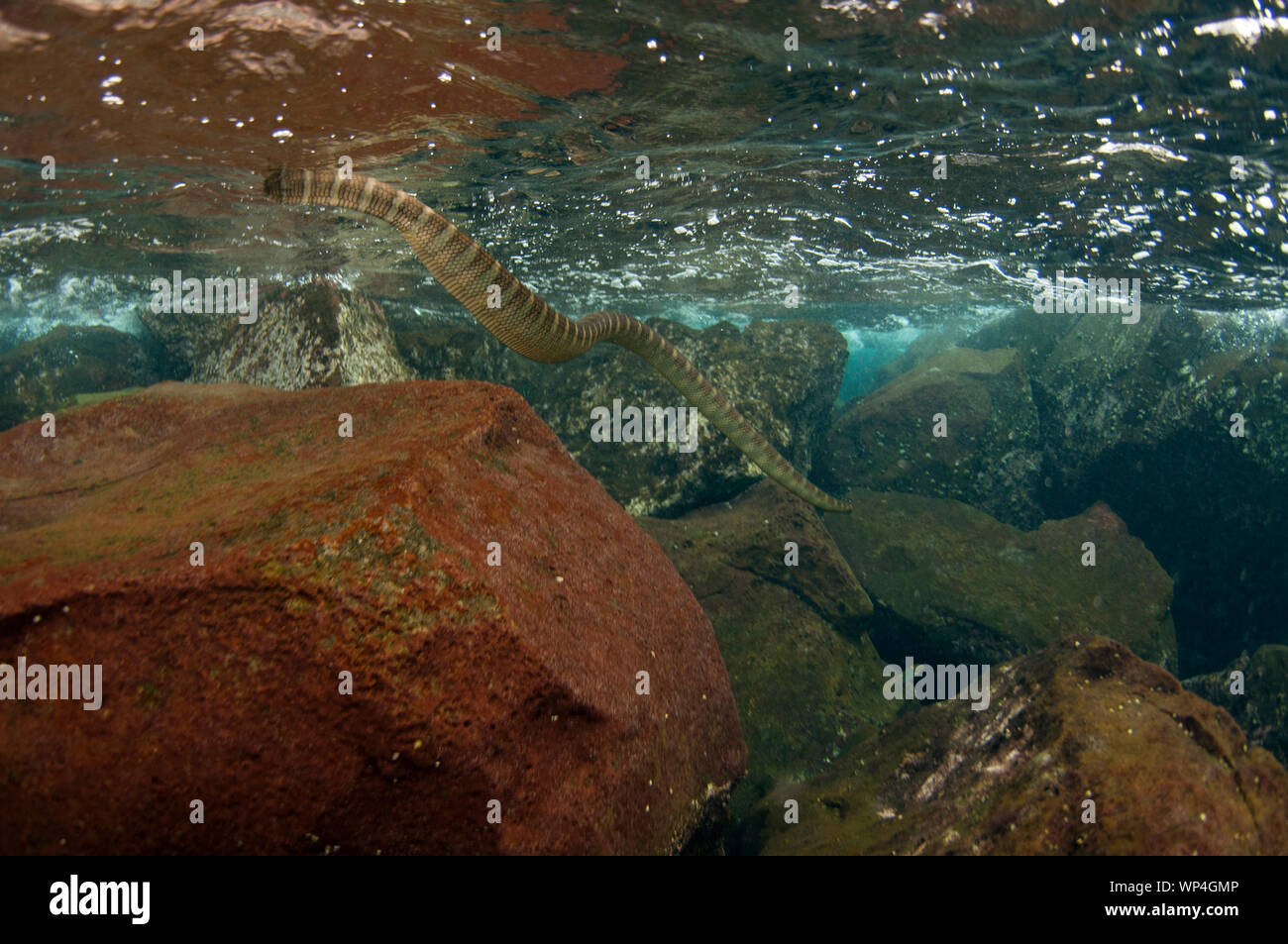 Chinese Sea Snake, Laticauda semifasciata, swimming by boulders ...