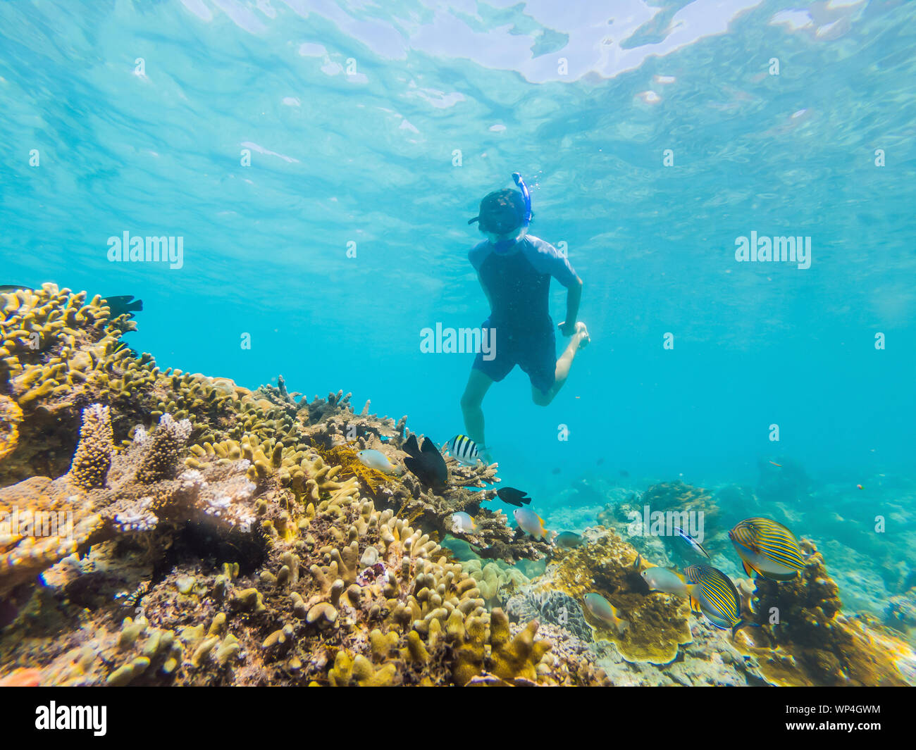 Man snorkeling underwater on a reef with soft coral and tropical fish ...