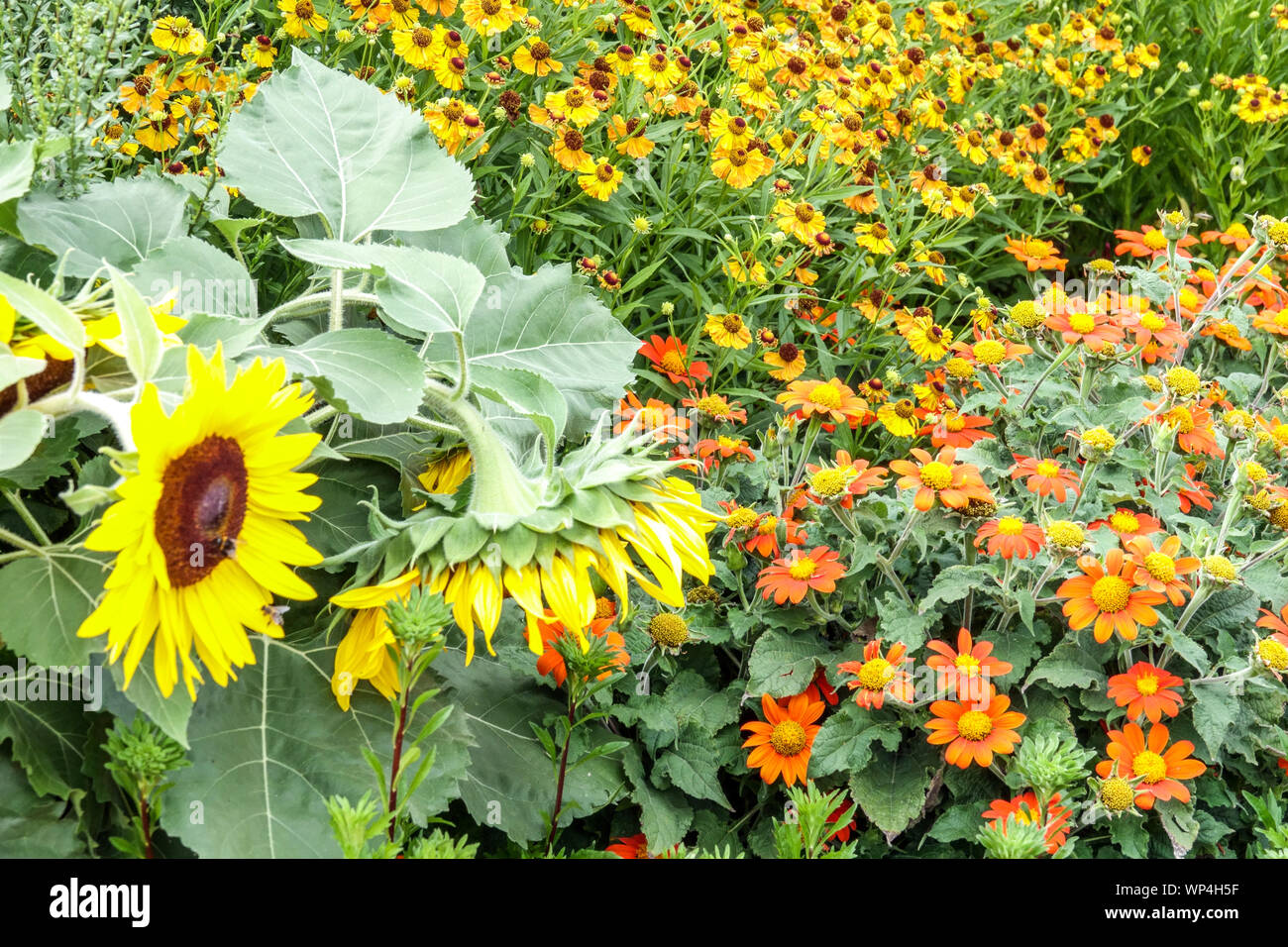 Mexican Fiesta Flowers High Resolution Stock Photography and Images - Alamy