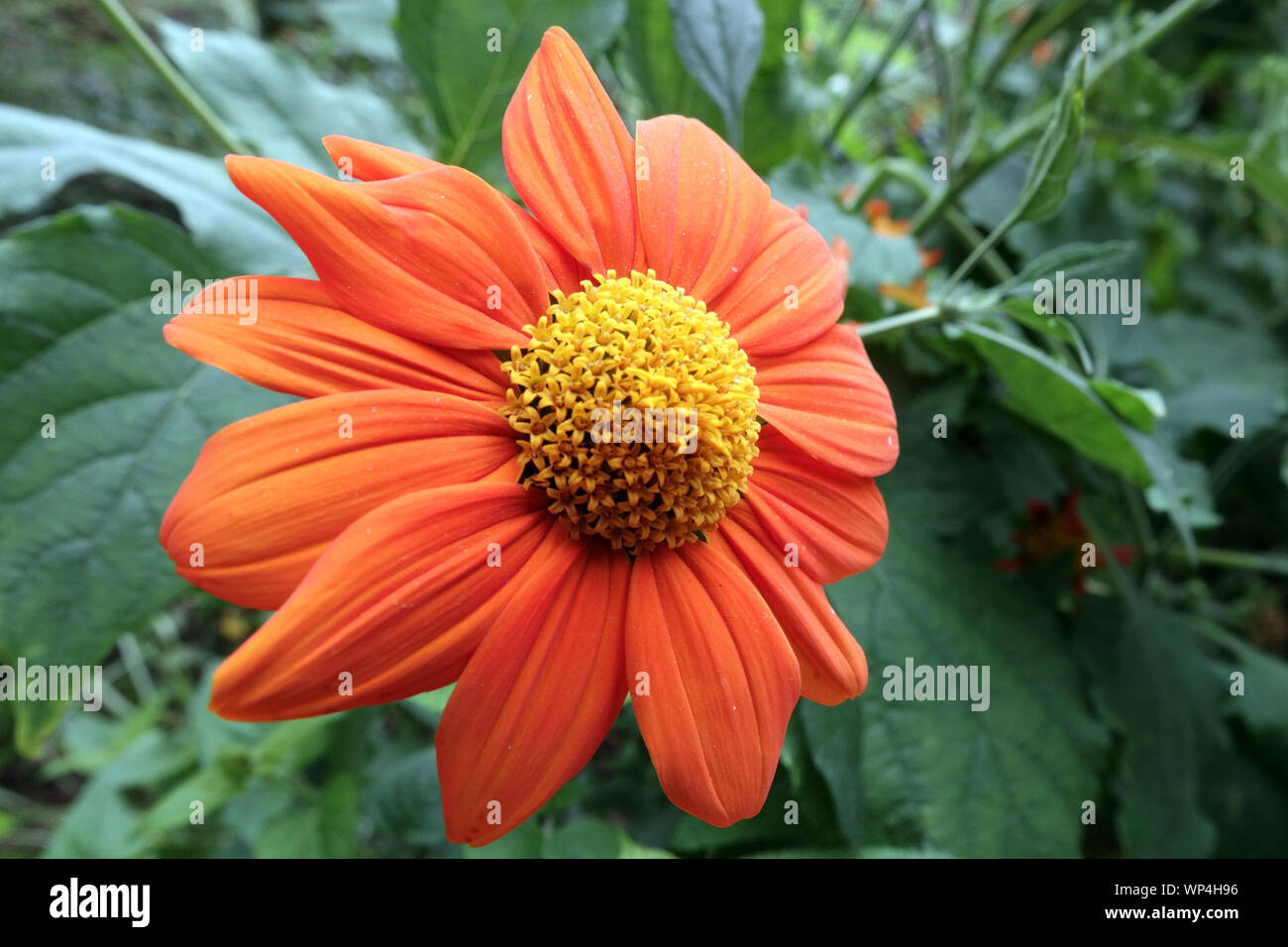 Mexican sunflower tithonia rotundifolia fiesta del sol hi-res stock ...