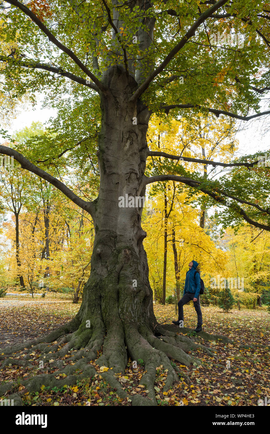 High beech trees leaves hi-res stock photography and images - Alamy