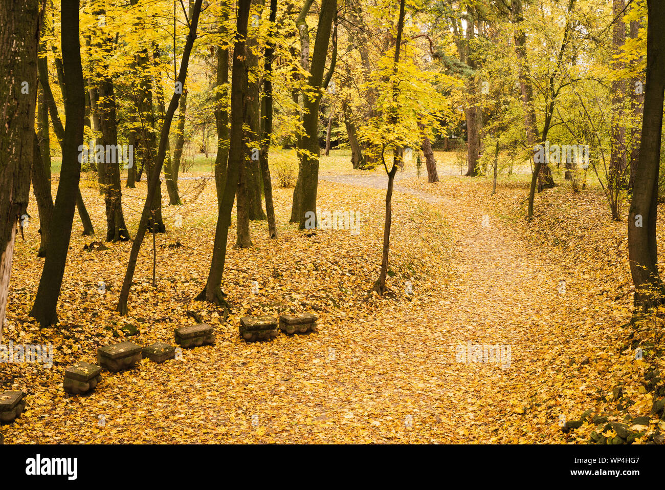 Yellow october landscape woodland fall color hi-res stock photography ...