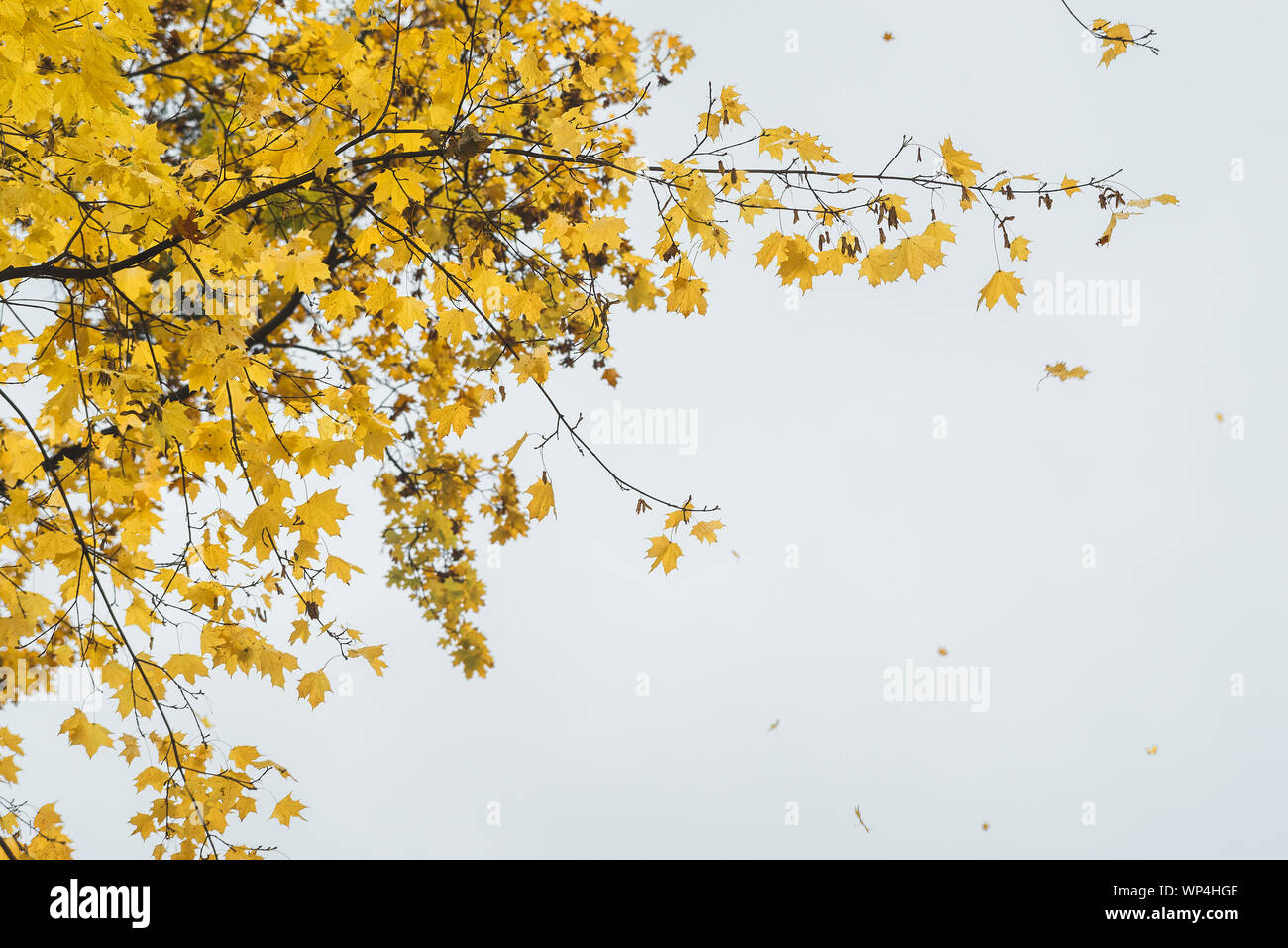 Season fall background leaf hi-res stock photography and images - Alamy