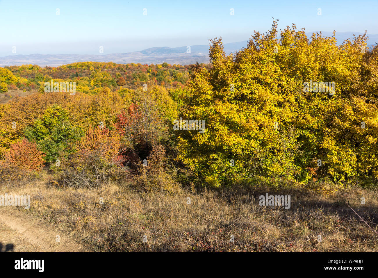 Autumn view of Cherna Gora (Monte Negro) mountain, Pernik Region ...