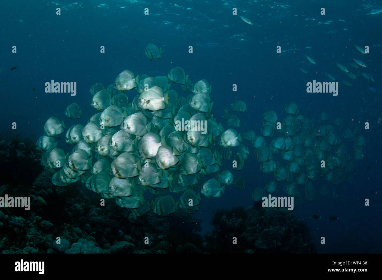 School of Golden Spadefish, Platax boersii, Too Many Fish dive site ...