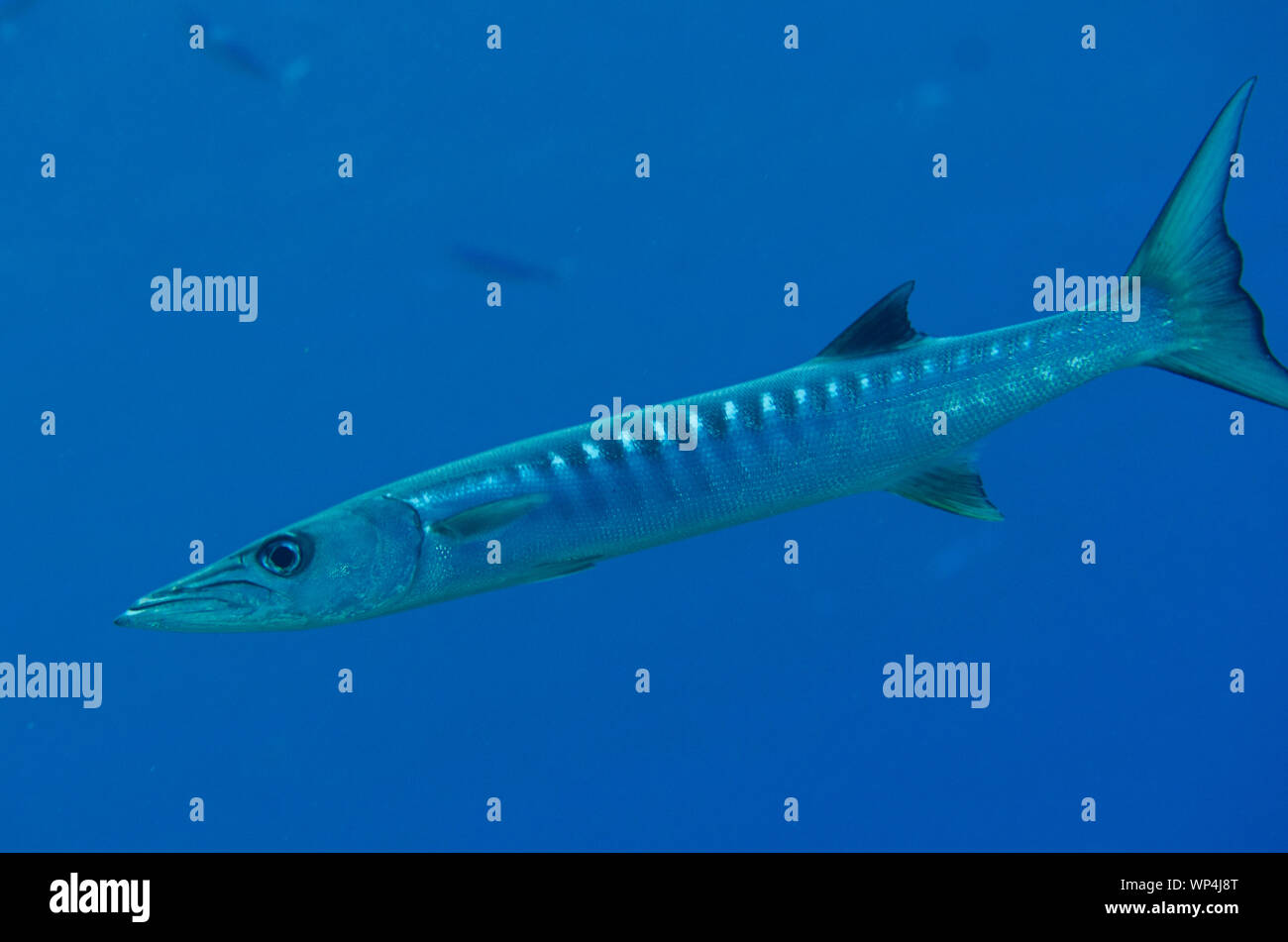 Blackfin Barracuda aka Chevron Barracuda, Sphyraena qenie, Too Many ...