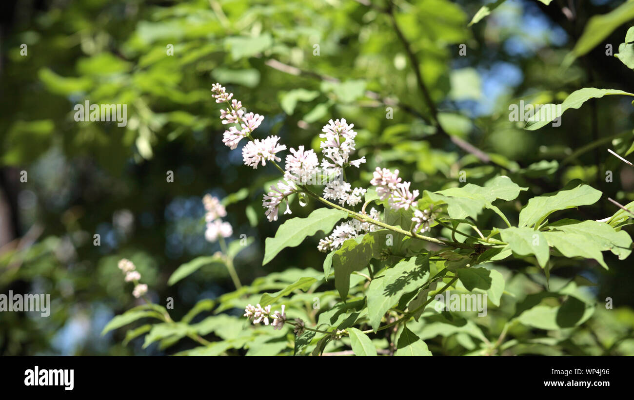 Lilac at Spring Stock Photo - Alamy
