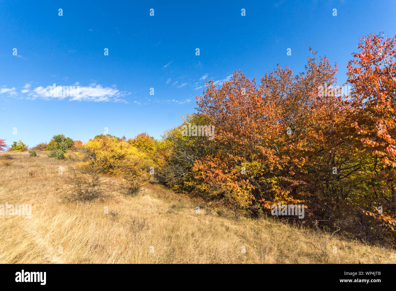 Autumn view of Cherna Gora (Monte Negro) mountain, Pernik Region ...