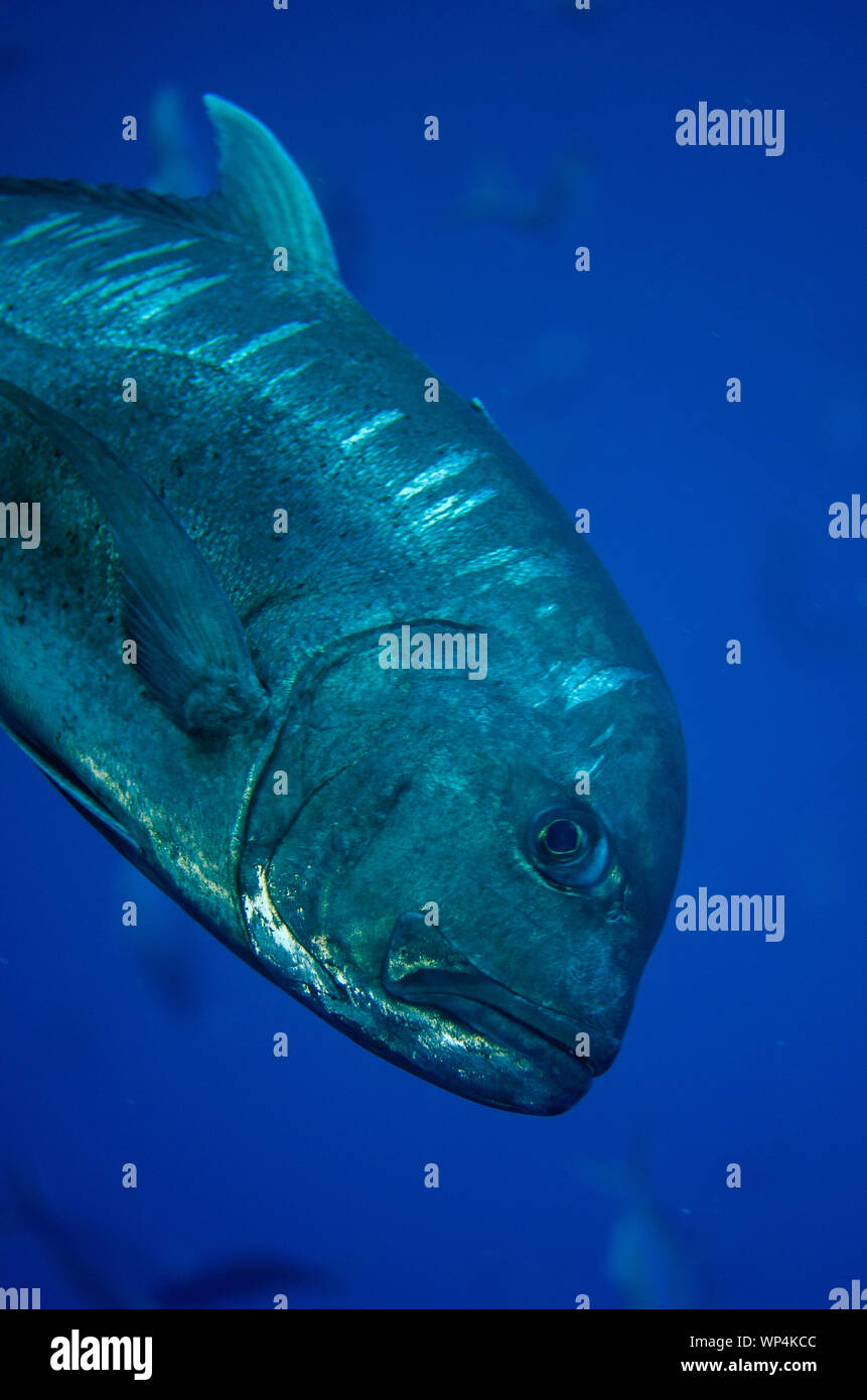 Giant Trevally, Caranx ignobilis, Boo Window dive site, Boo Island ...