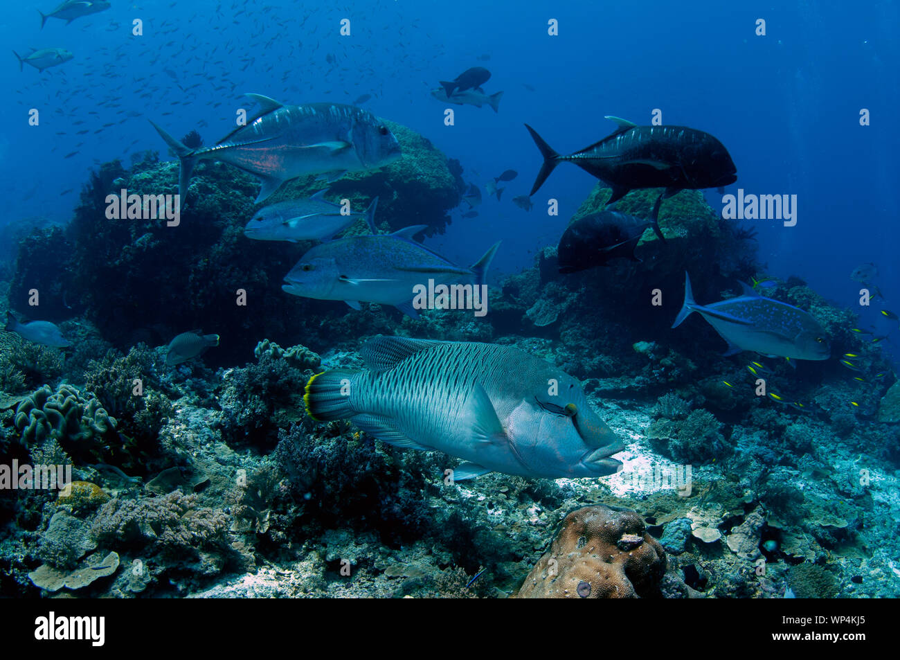 Giant Trevally, Caranx ignobilis, and Bluefin Trevally, Caranx ...