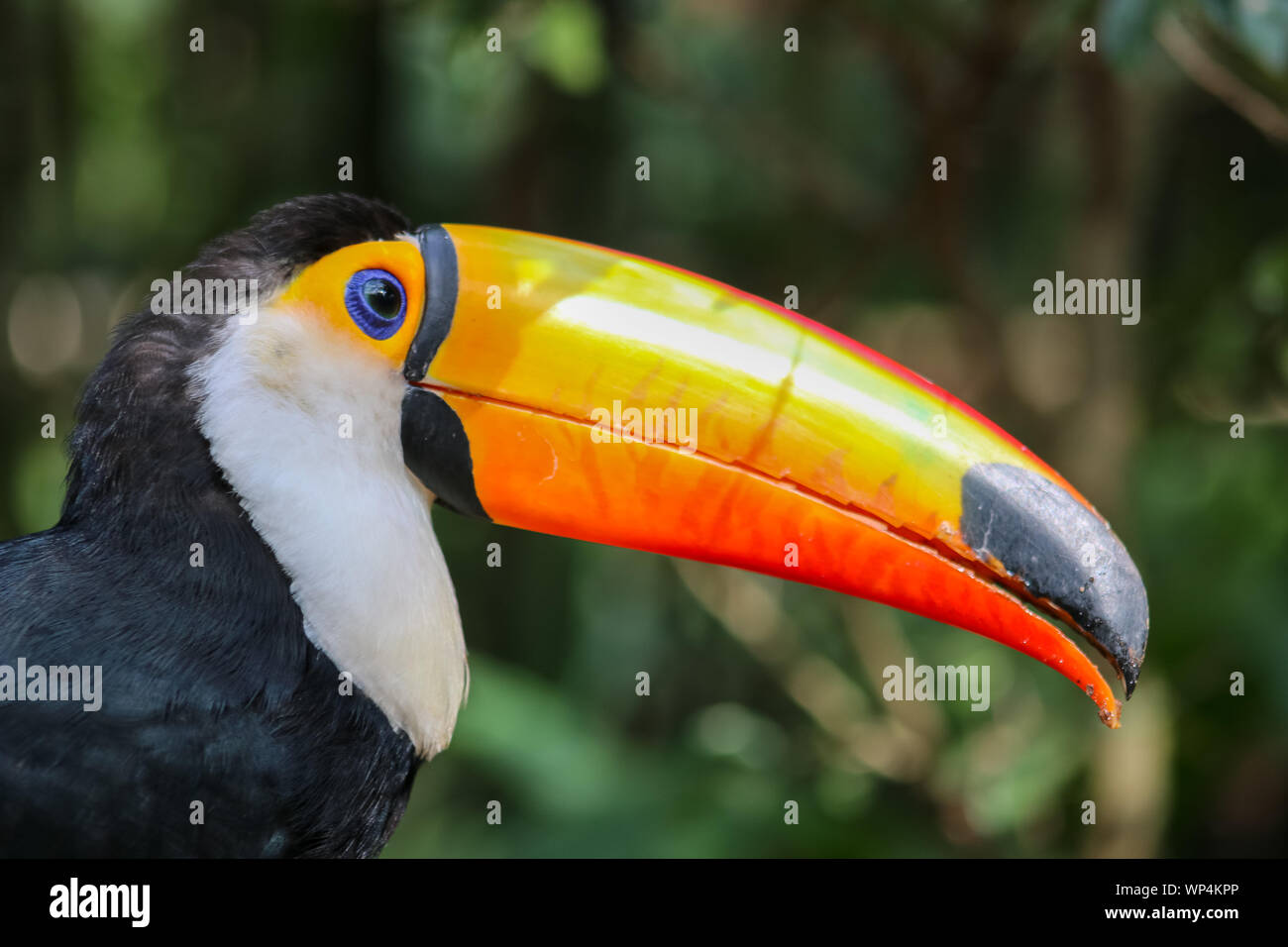 Tucan macro hi-res stock photography and images - Alamy