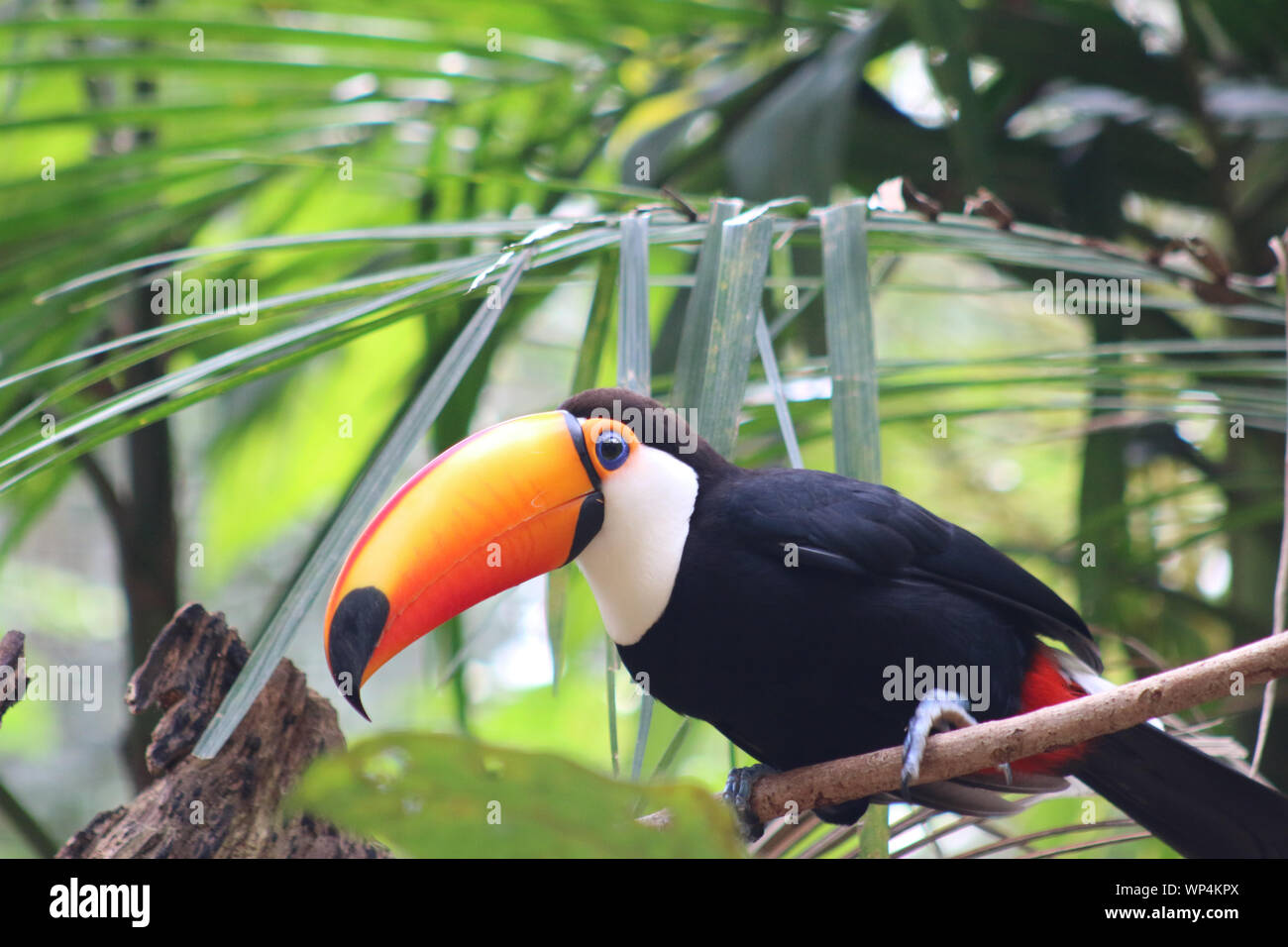 Tucan macro hi-res stock photography and images - Alamy