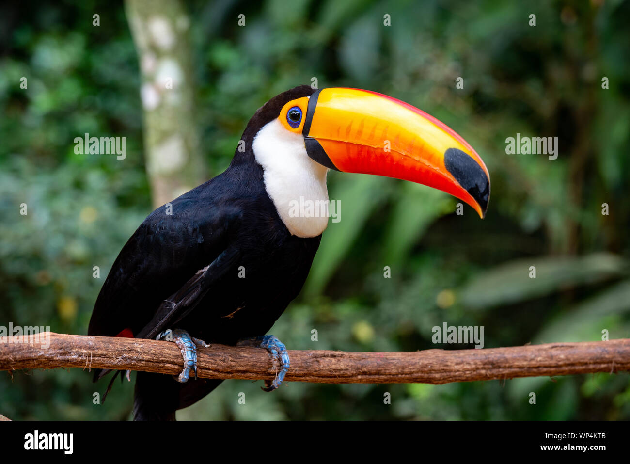 Tucan macro hi-res stock photography and images - Alamy