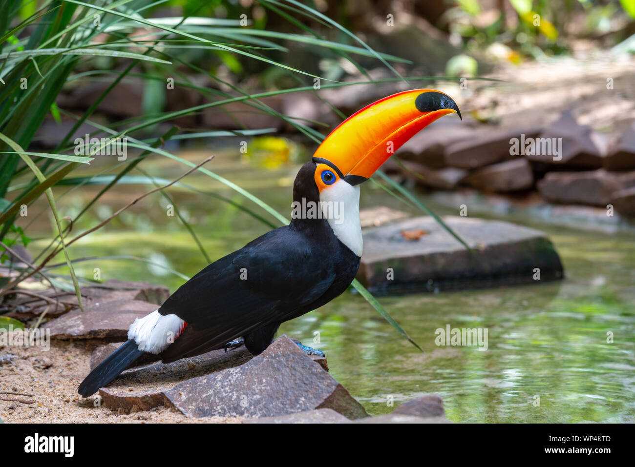 Portrait Tucan posing on the tree Stock Photo - Alamy