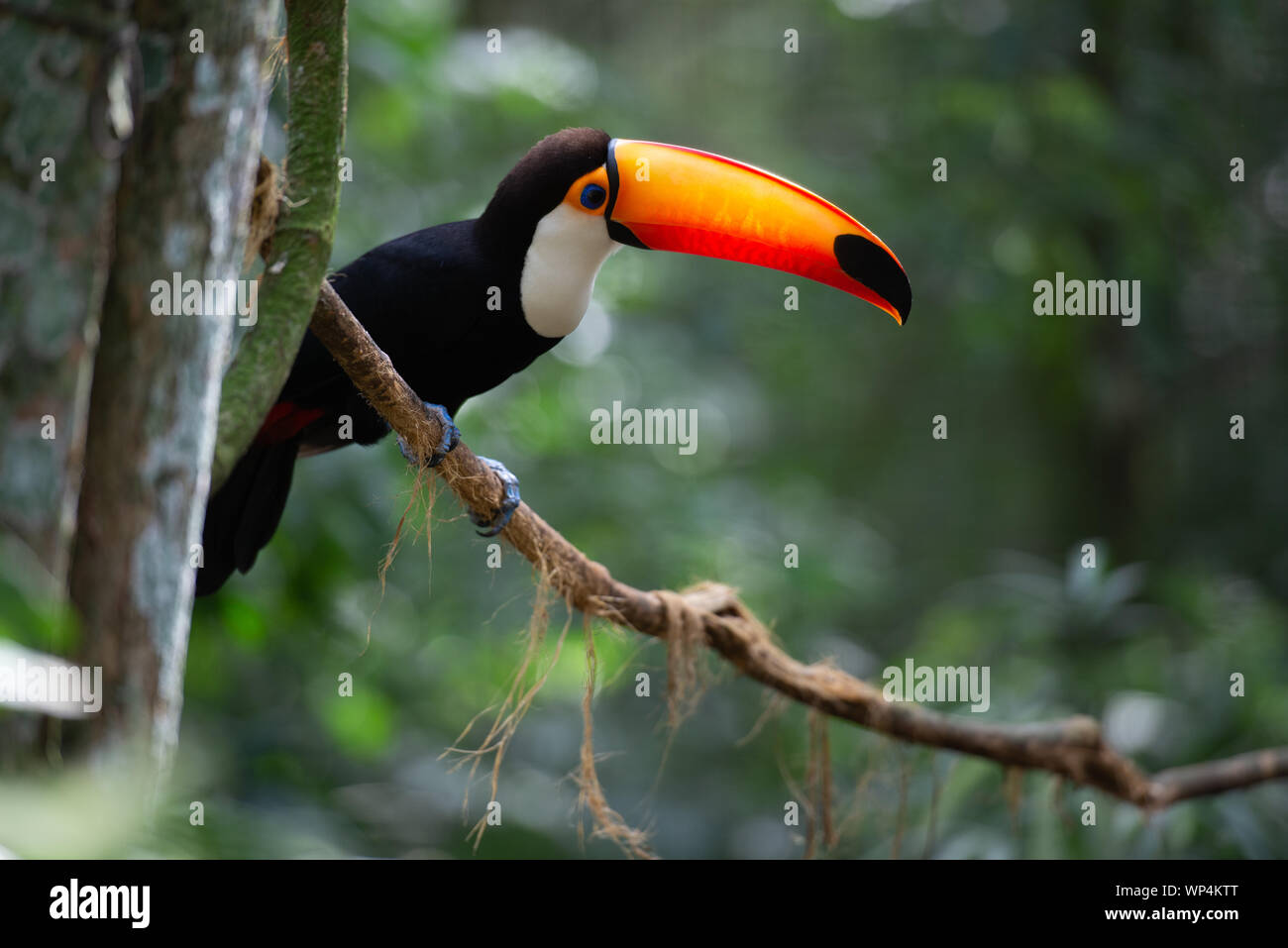 Tucan macro hi-res stock photography and images - Alamy