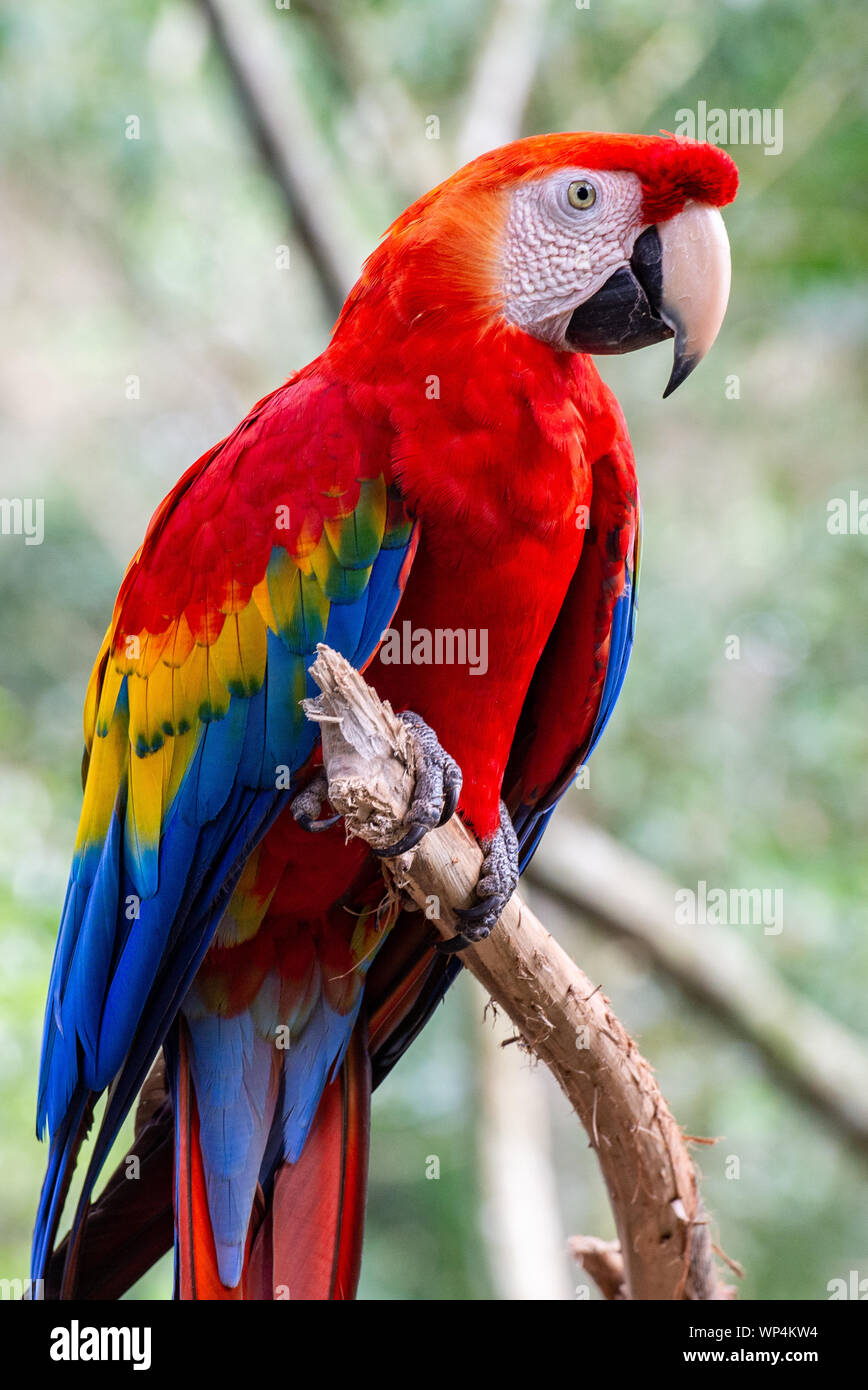 The red macaw or macaw aliverde is a species of bird of the parrot ...