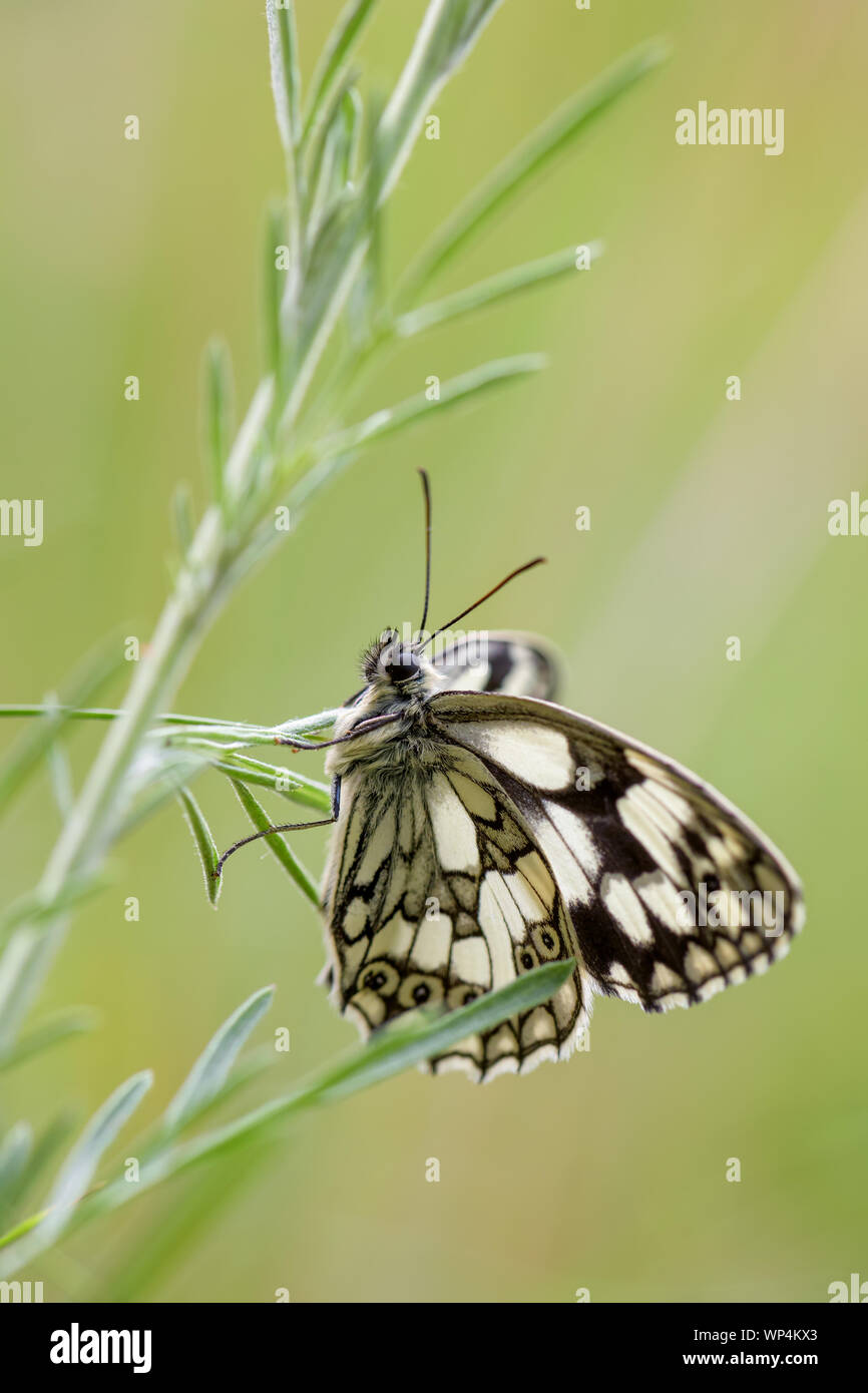 Marbled White butterfly - Melanargia galathea; beautiful black and ...
