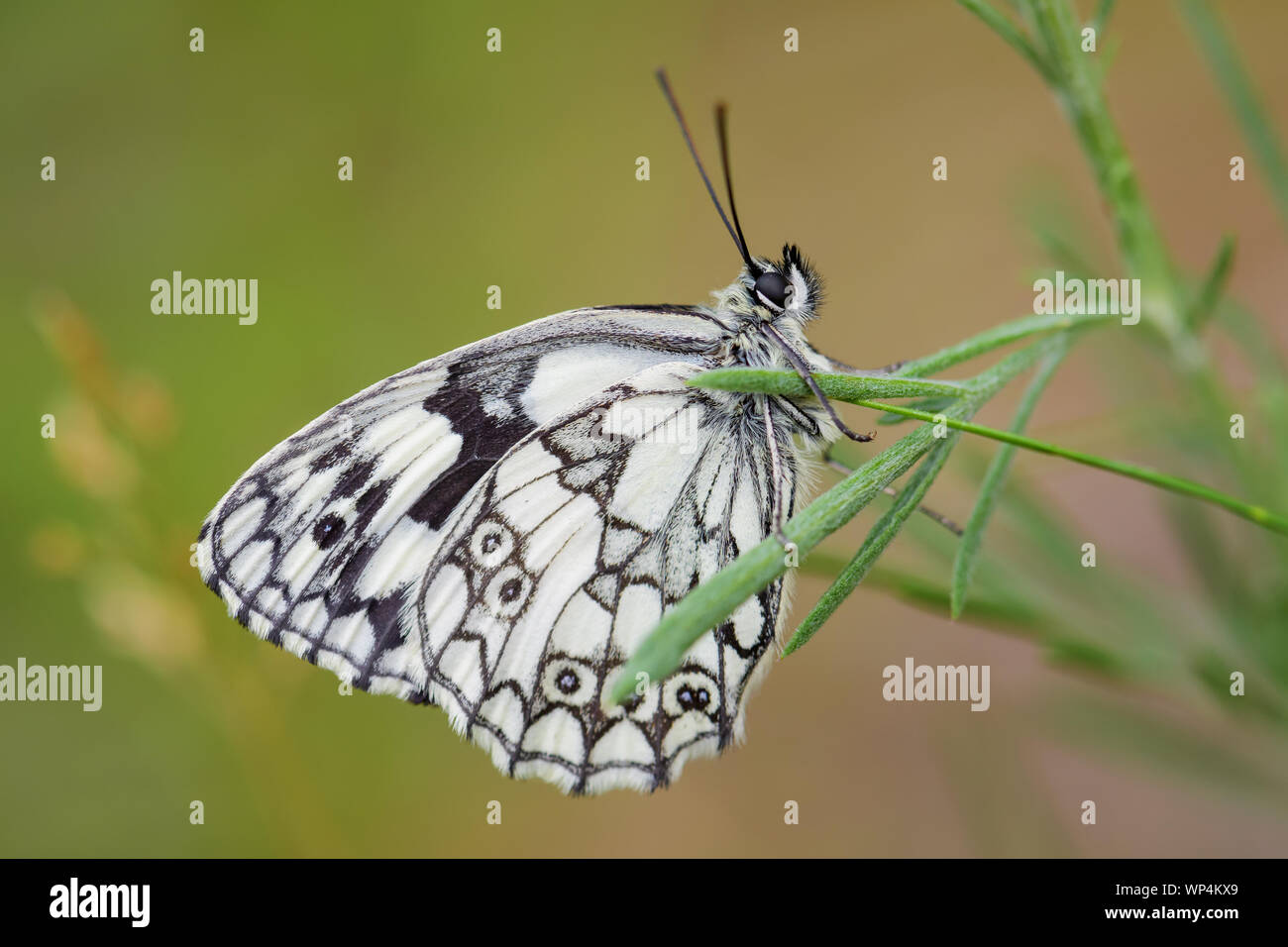 Marbled White butterfly - Melanargia galathea; beautiful black and ...