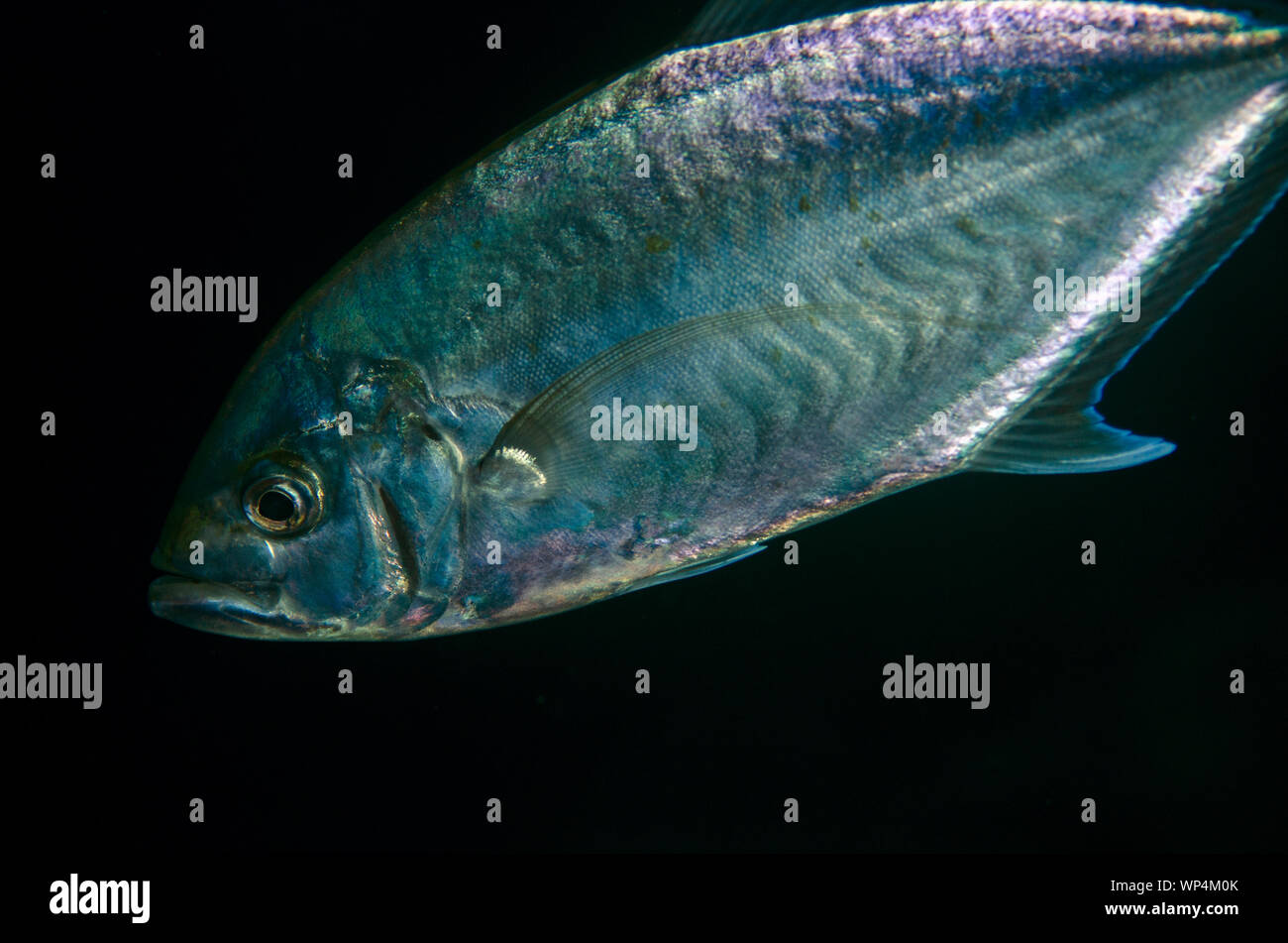 Barcheek Trevally, Carangoides plagiotaenia, Four Kings dive site ...