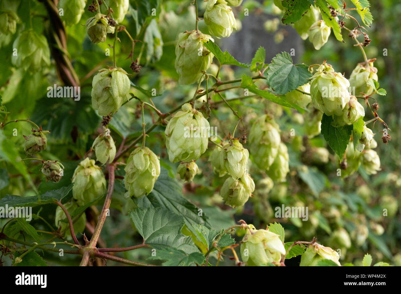 A branch of growing hops. Hops growing in nature Stock Photo - Alamy