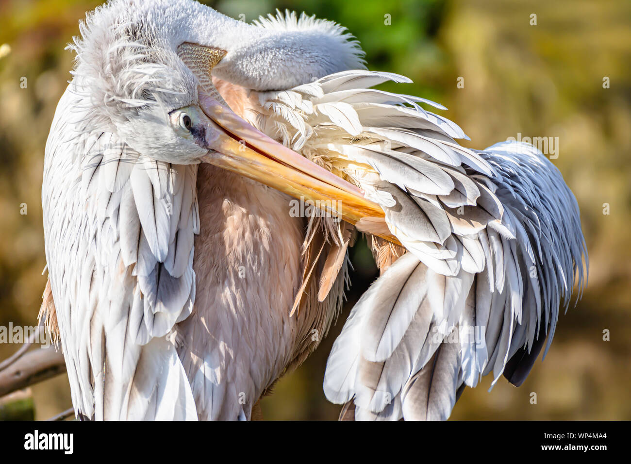 Close up, profile portrait of pelican cleaning its feathers.Blurred ...