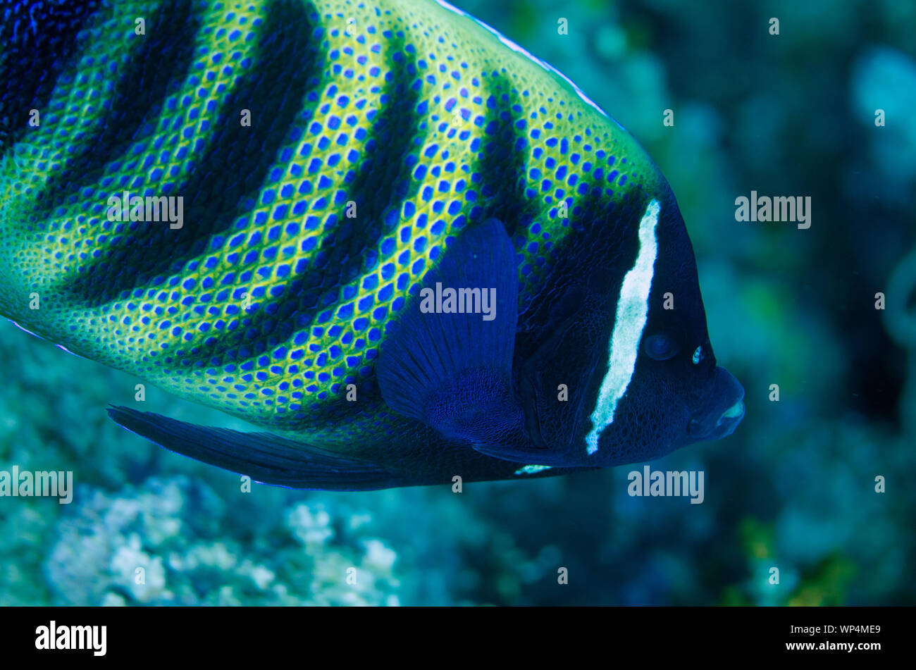 Six stripe fish hi-res stock photography and images - Alamy