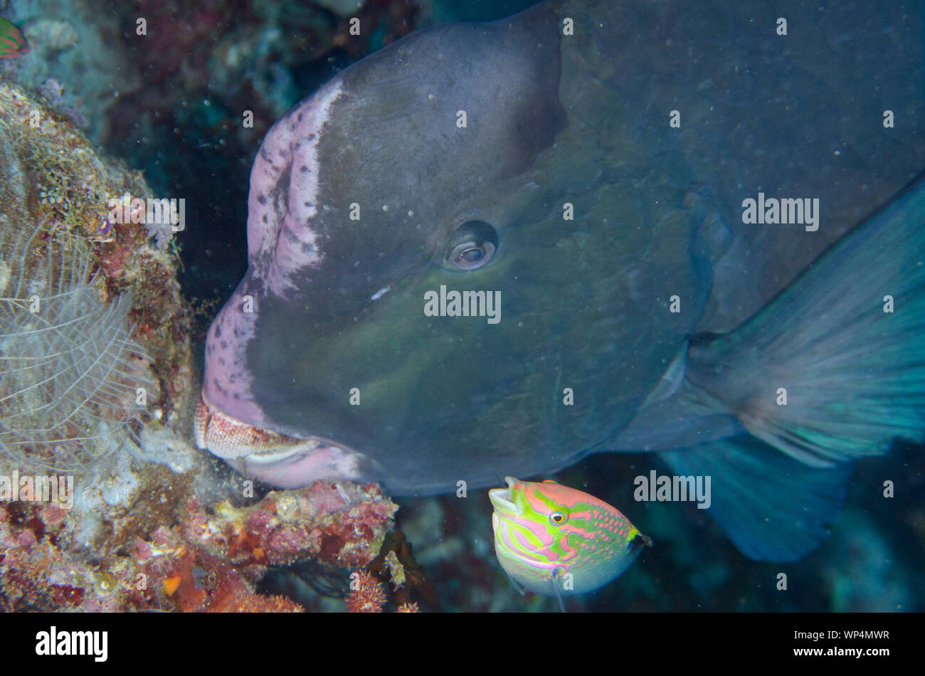 Humphead Parrotfish Eating Rock