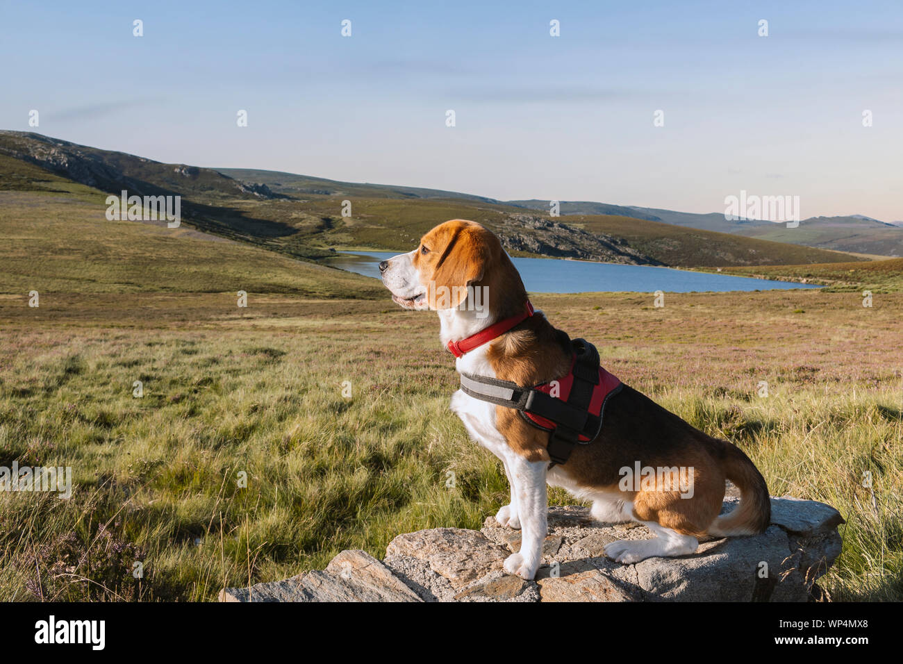Beagle dog sitting on a rock and surrounded by meadows and mountains at ...