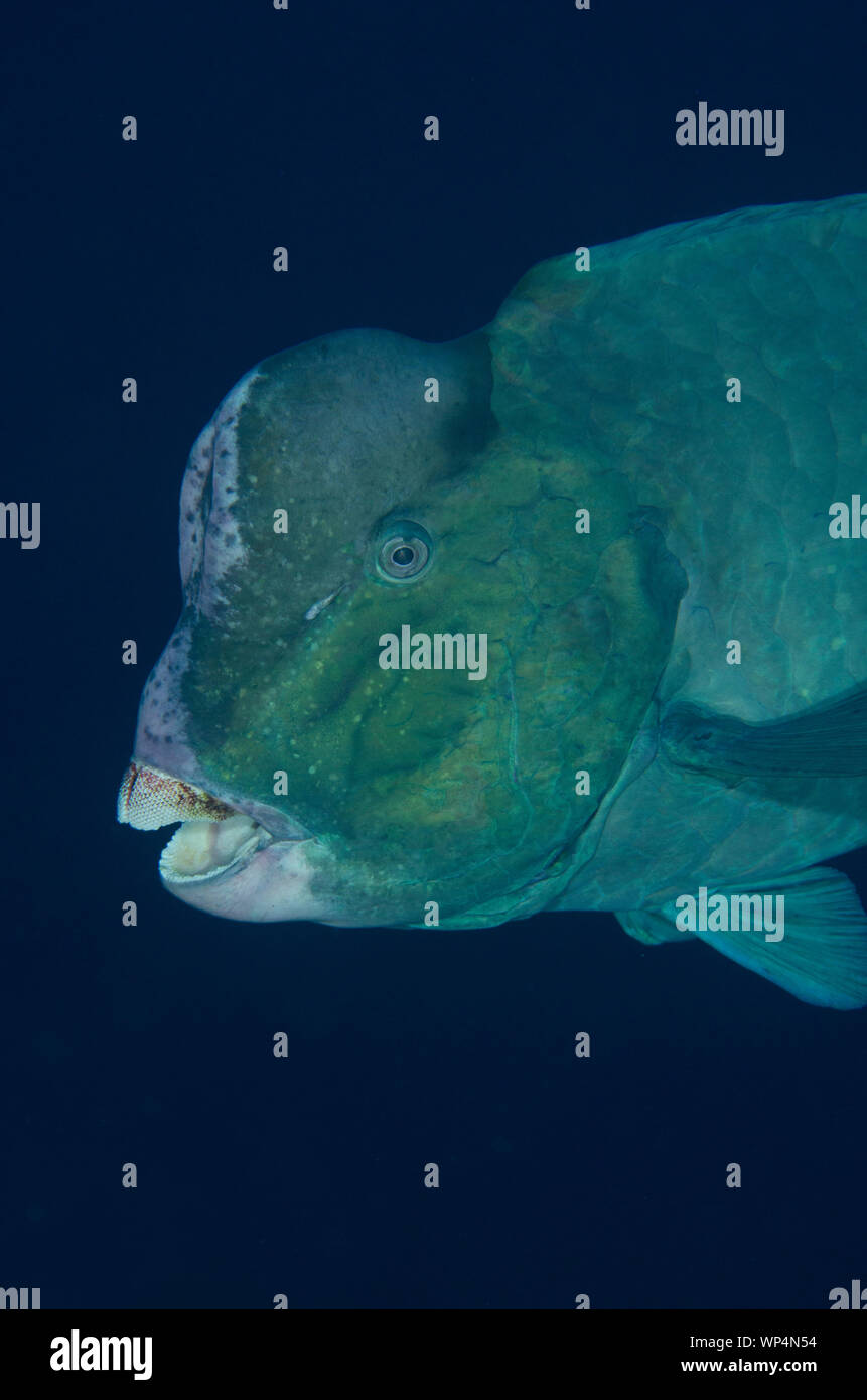 Humphead Parrotfish Eating Rock