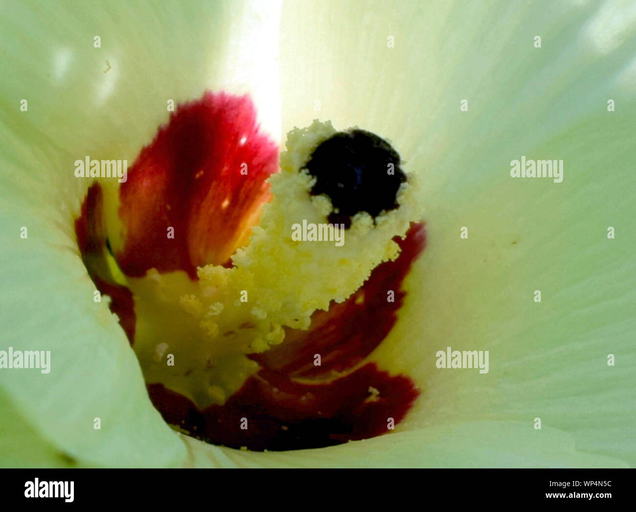 flower, stamen, colorful, many photos, many colors, abstract background ...