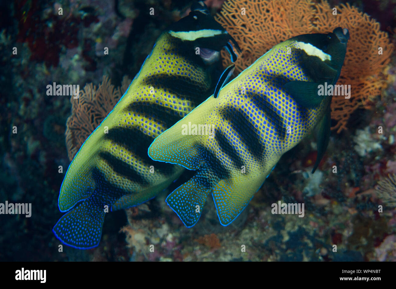 Six-banded Angelfish, Pomacanthus sexstriatus, pair being cleaned by ...