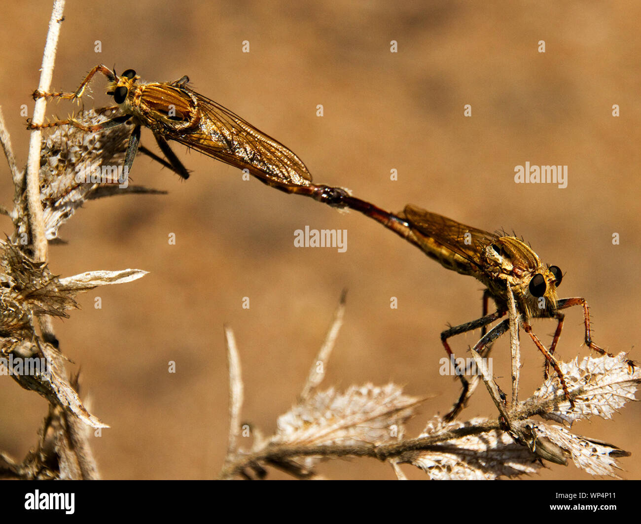 The Large Brown Robber Fly is a voracious predator of flying insects ...