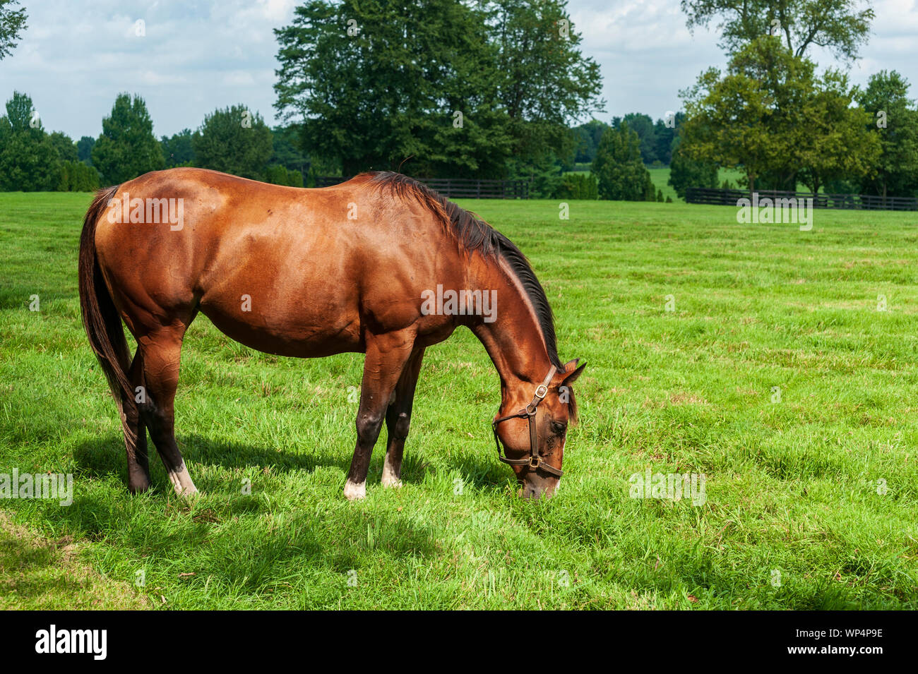 Thoroughbred horse grazing hi-res stock photography and images - Alamy