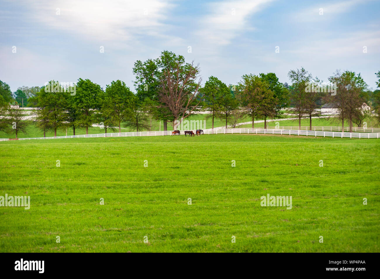 Scenic kentucky horse farm hi-res stock photography and images - Alamy