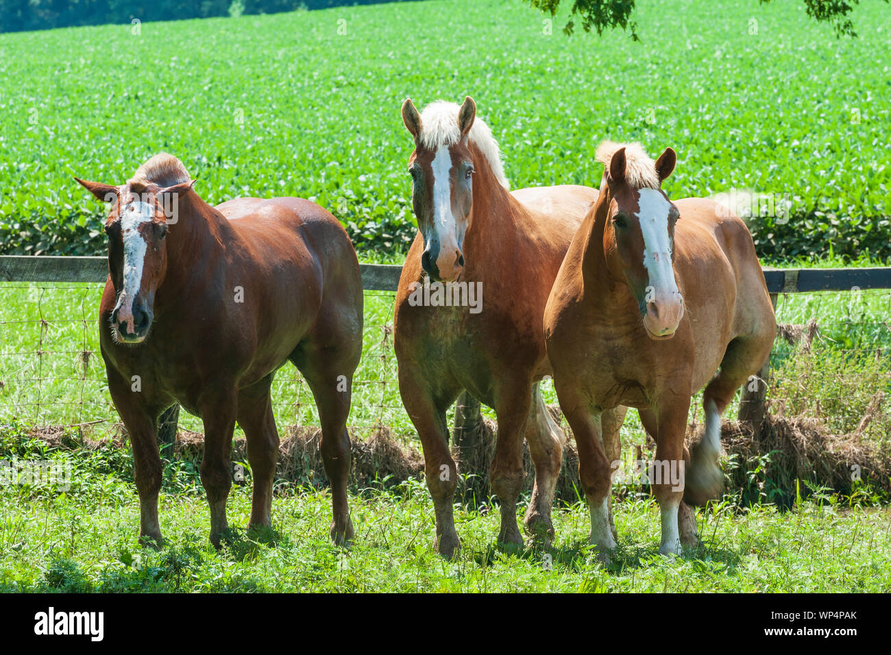 Belgian draft horses hi-res stock photography and images - Alamy