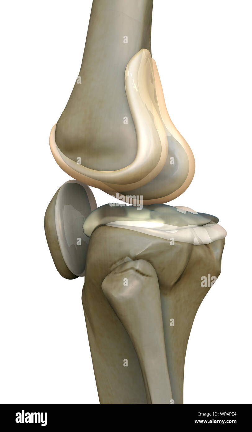 knee, bone, human knee Stock Photo - Alamy