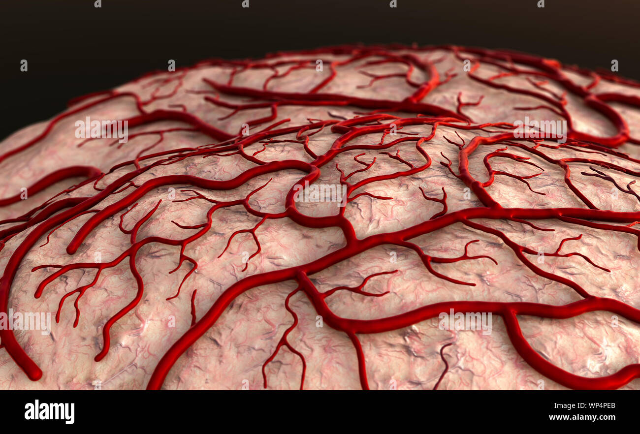 Brain blood vessel hi-res stock photography and images - Alamy
