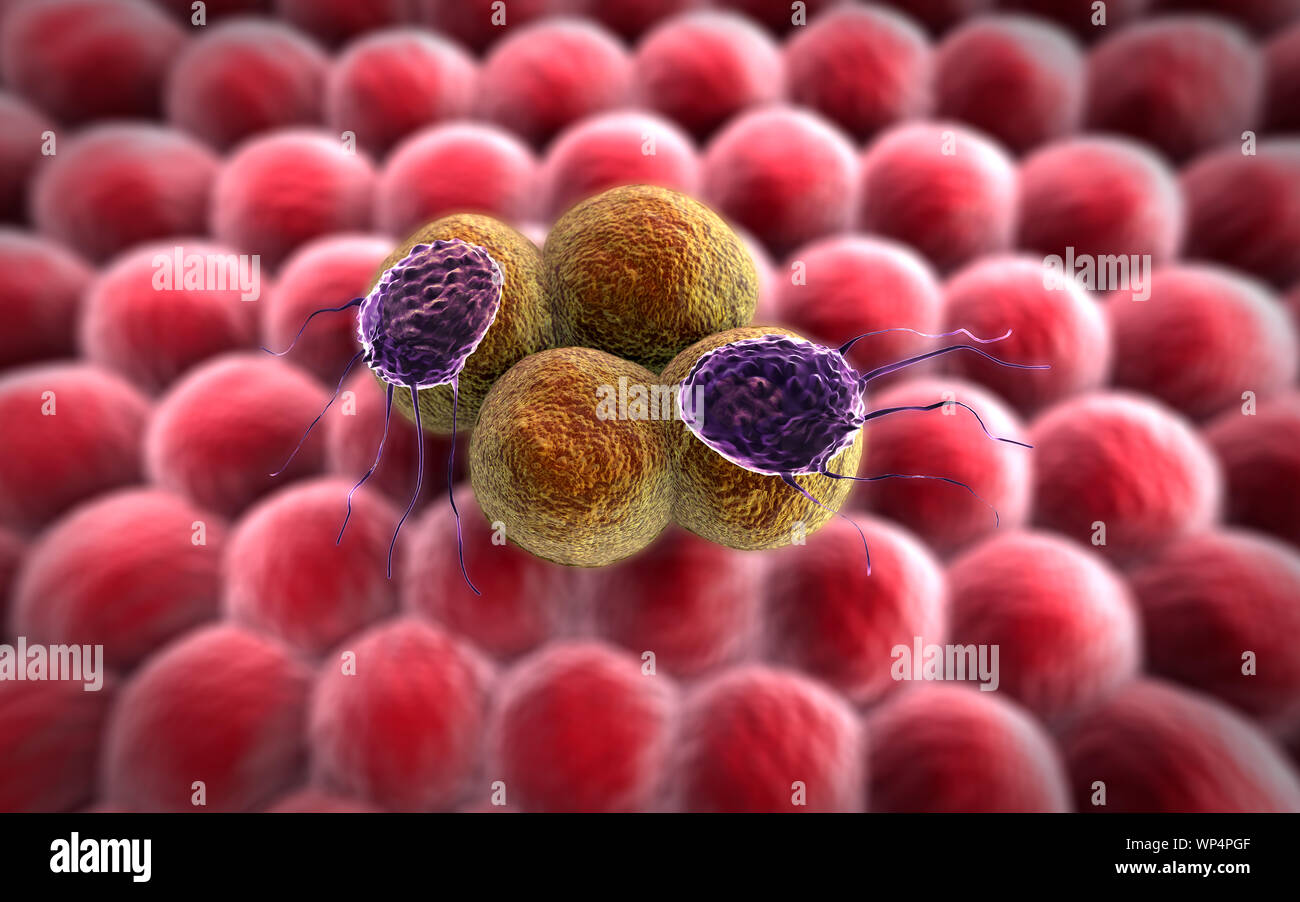 Cancer cell and Lymphocytes Stock Photo - Alamy