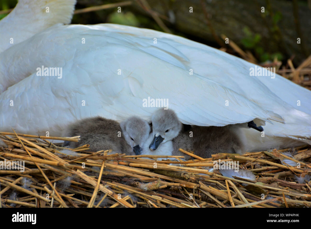 Cute Cygnets alongside mothers wing Stock Photo - Alamy