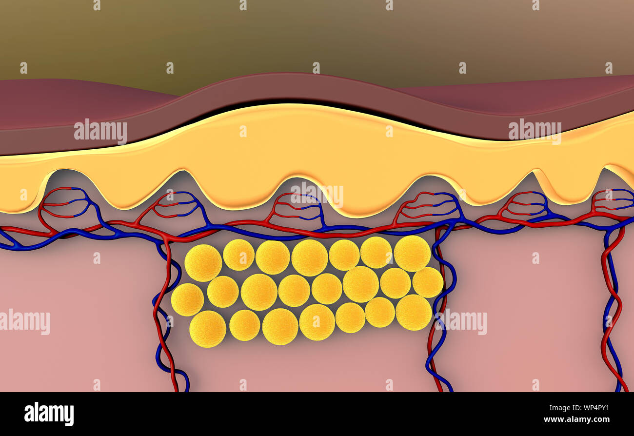 field of fat cells Stock Photo - Alamy