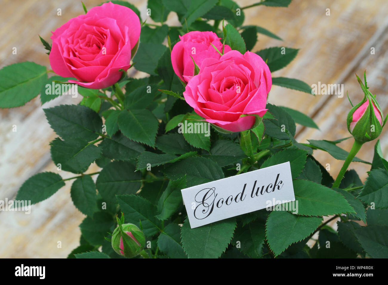 Good luck card with toses hi-res stock photography and images - Alamy