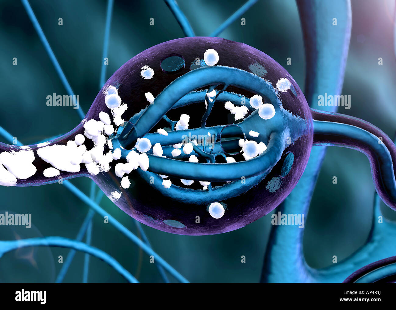 Fallopian tube anatomy hi-res stock photography and images - Alamy