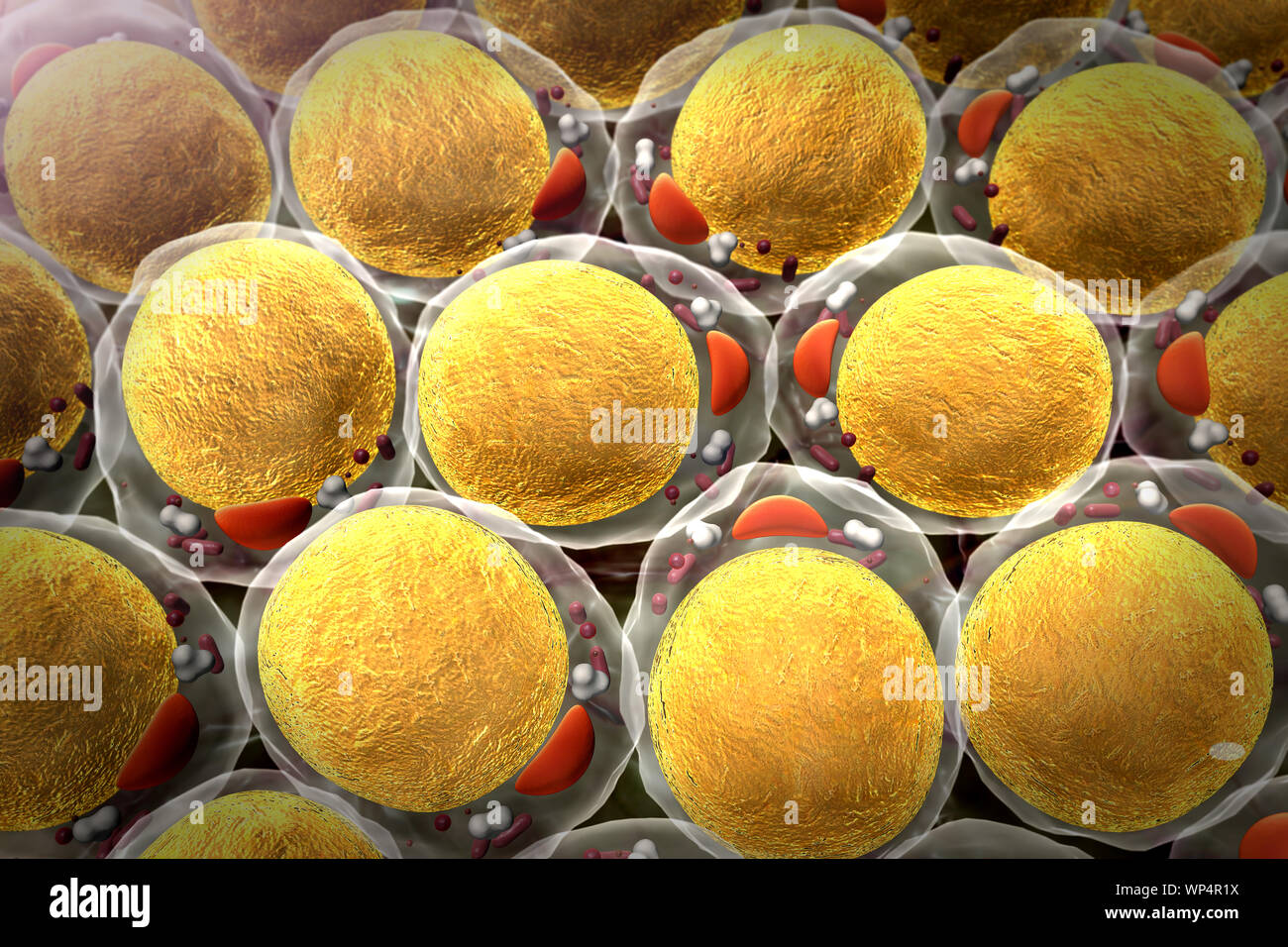 field of fat cells Stock Photo - Alamy