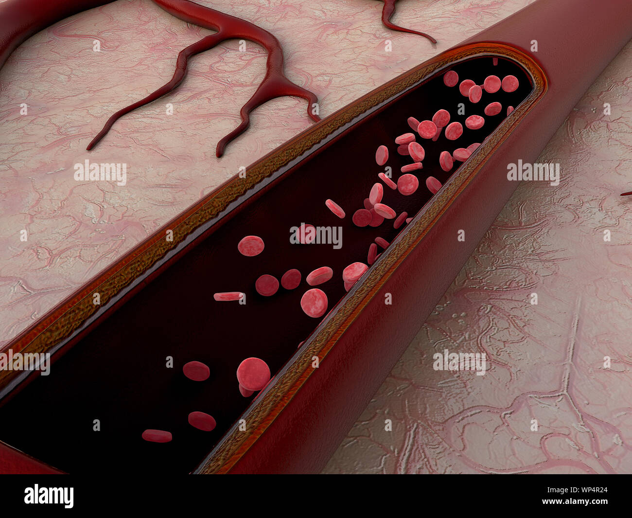 Blood vessels micrograph hi-res stock photography and images - Alamy