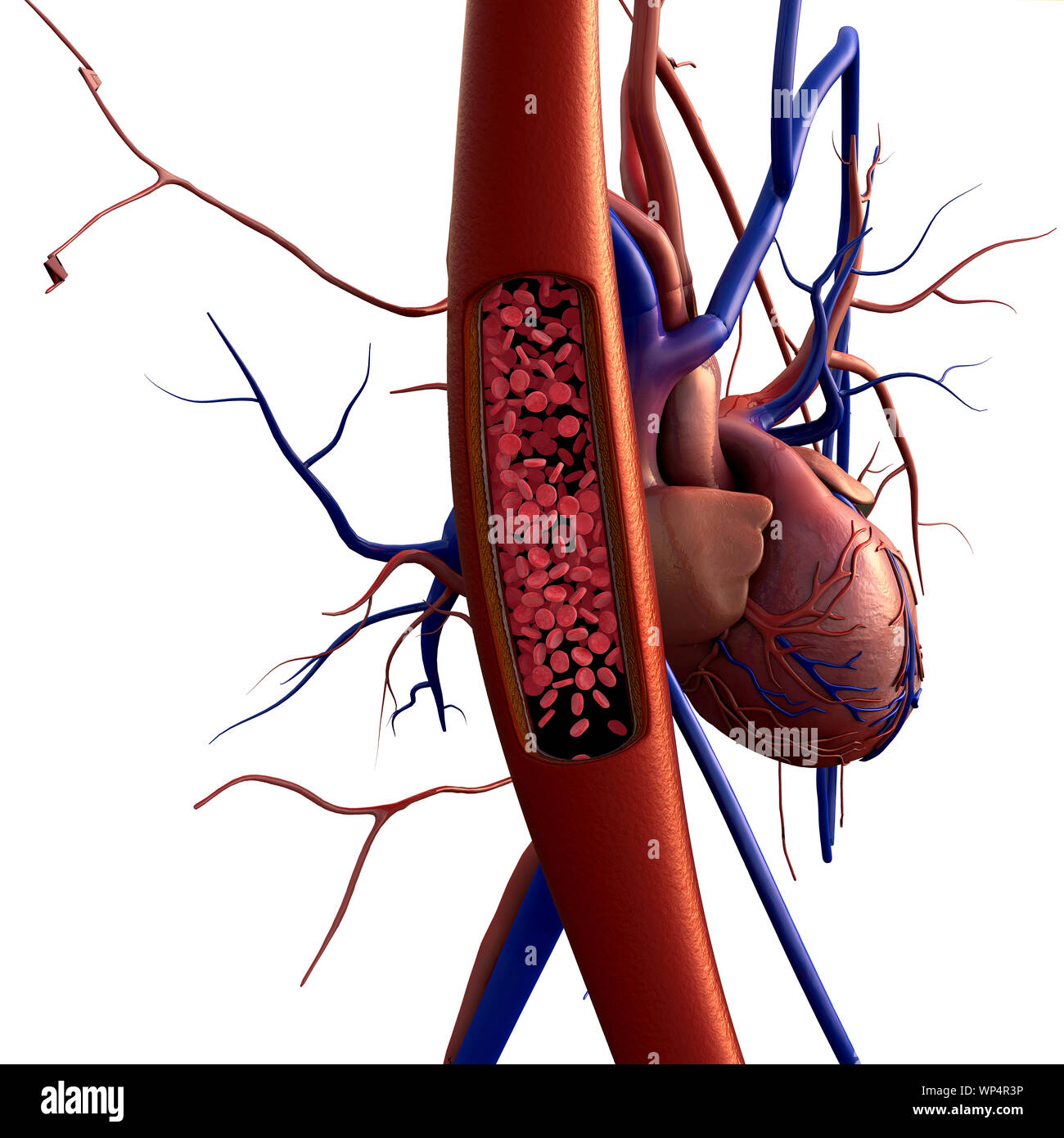 Blood vessel micrograph hi-res stock photography and images - Alamy