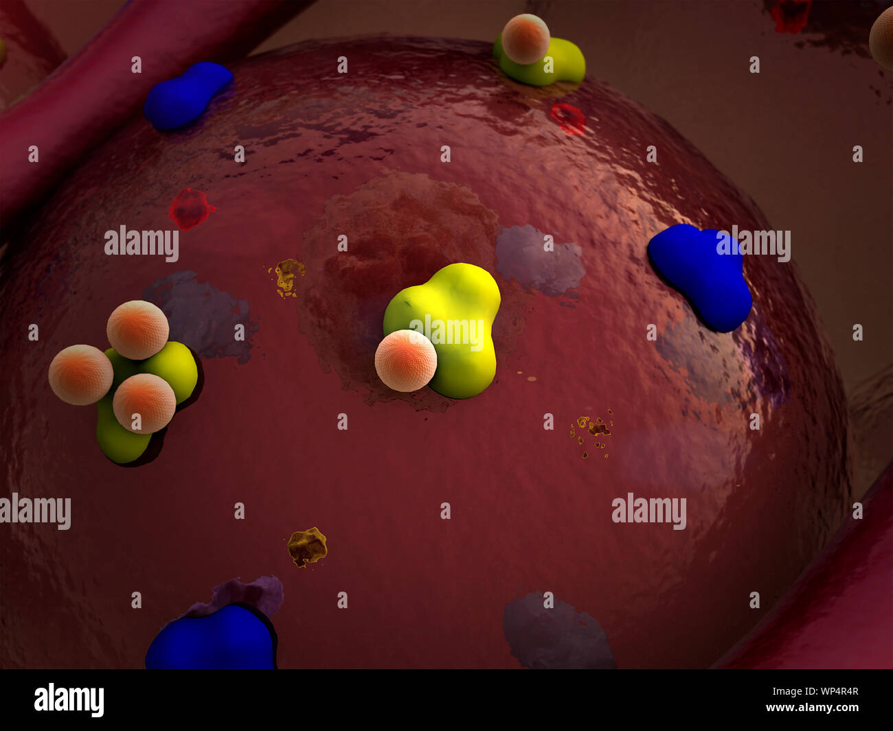 Human cell receptors hi-res stock photography and images - Alamy