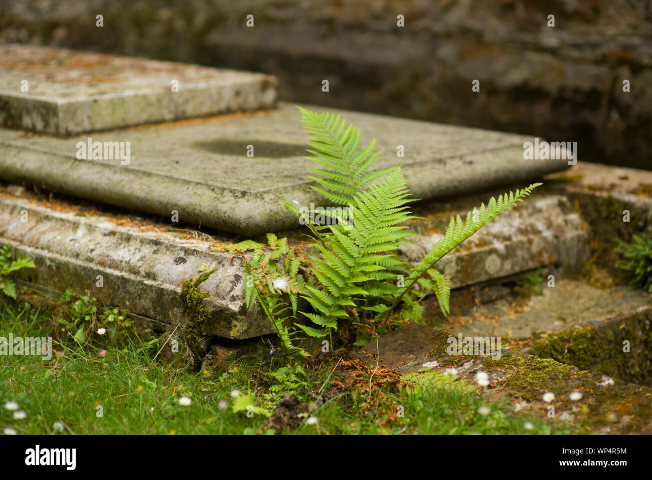 Ferns growing by a grave Stock Photo - Alamy