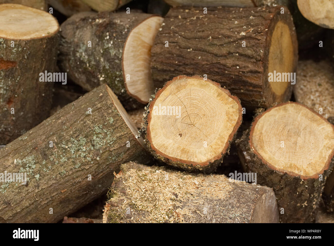 Freshly Sawn logs in a wood pile. Logging concept. Fire wood. Wooden ...