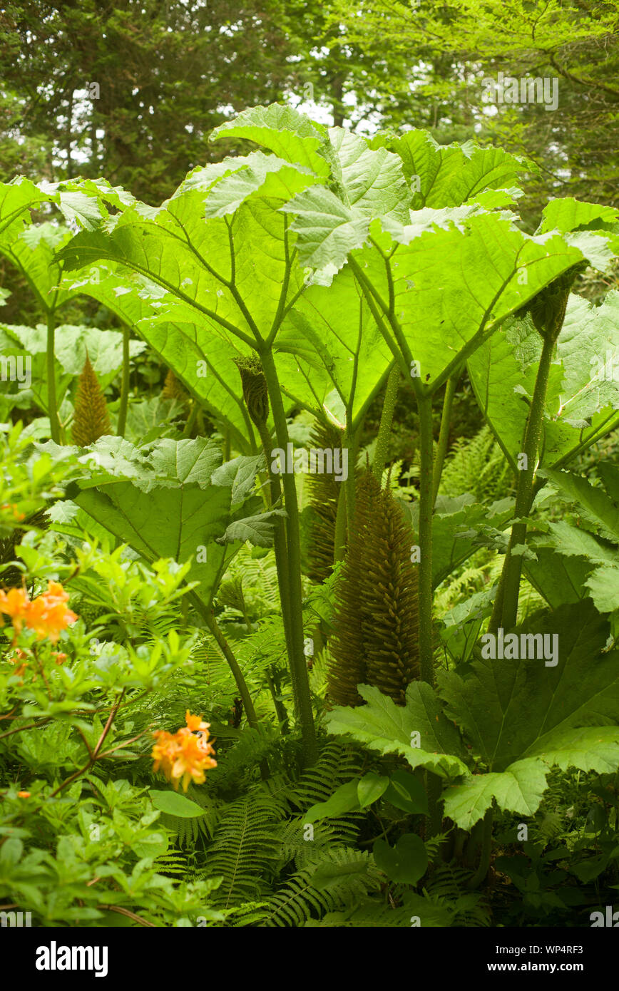 Massive leaves of gunnera hi-res stock photography and images - Alamy