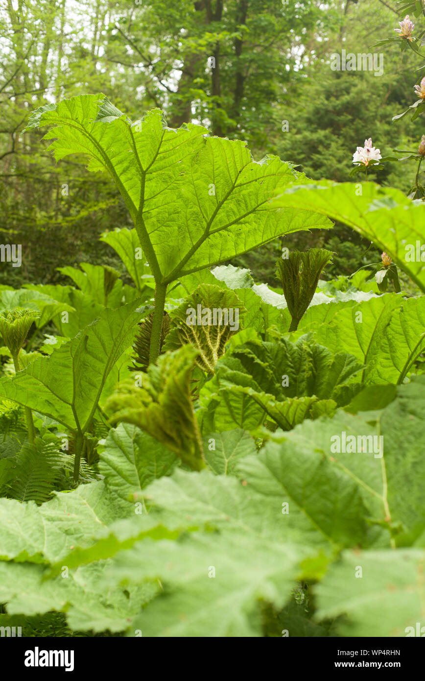 Massive leaves of gunnera hi-res stock photography and images - Alamy